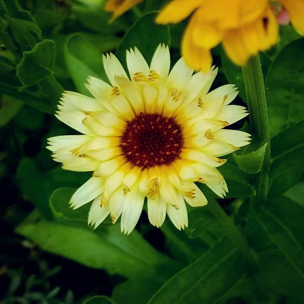 Deb’s Top Ten Winter Sowing Tips – Reveln Consulting