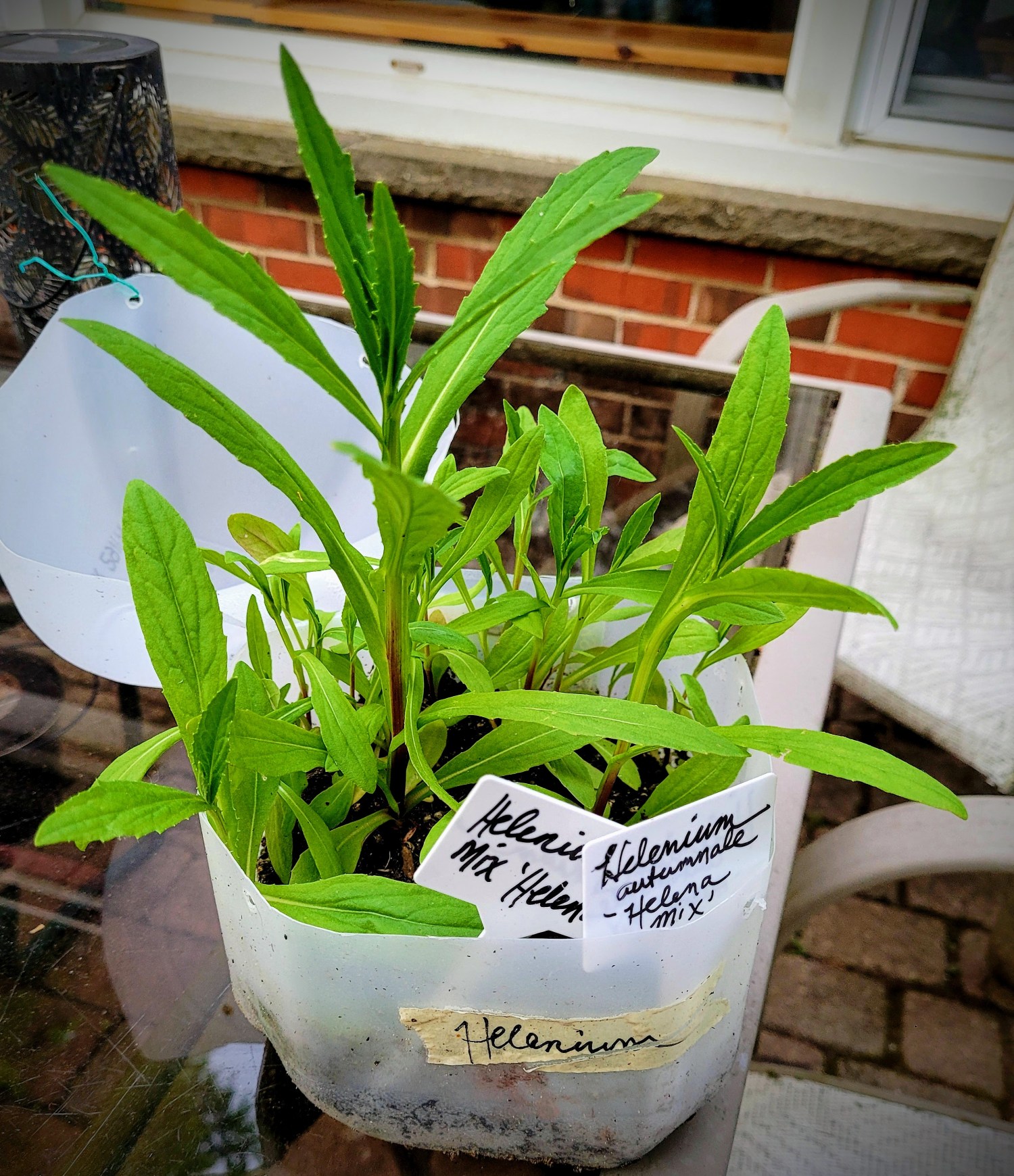 Deb’s Top Ten Winter Sowing Tips – Reveln Consulting